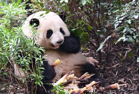 网红大熊猫“和花”卖萌
