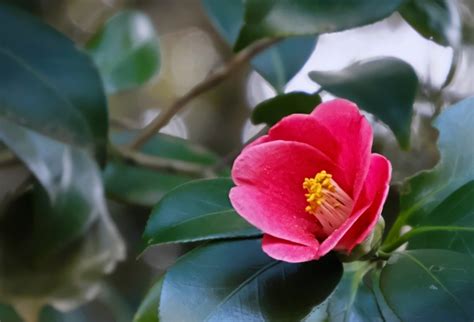 海柘榴？ 〜1日15秒のトリビア〜 Contentsjp