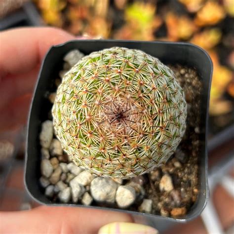 2” Mammillaria Matudae Thumb Cactus Etsy
