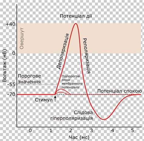 Action Potential Nervous System Cell Neuron Nervous Tissue Png Clipart