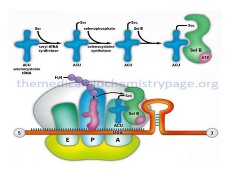 Post Translational Modifications Of Protein Pptx