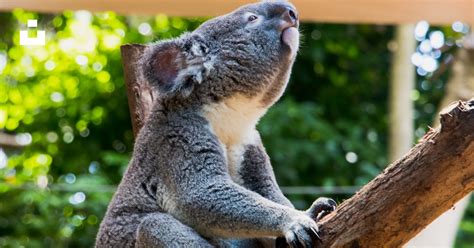 나뭇가지 위에 앉아 있는 코알라 사진 Unsplash의 무료 코알라 파크 이미지