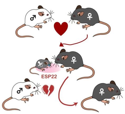 Cartoon Of Osakada Et Al