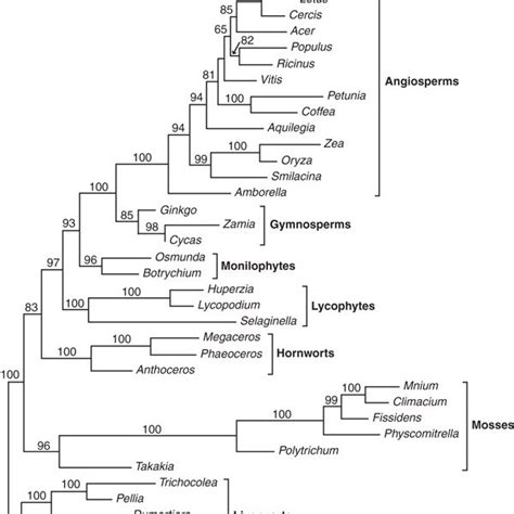 A Maximum Likelihood Tree Obtained From Analysis Of The Combined Matrix