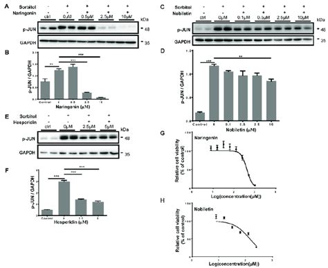 Inhibition Of Stress Induced Pro Apoptotic Jnk Jun Pathway By Citrus Download Scientific
