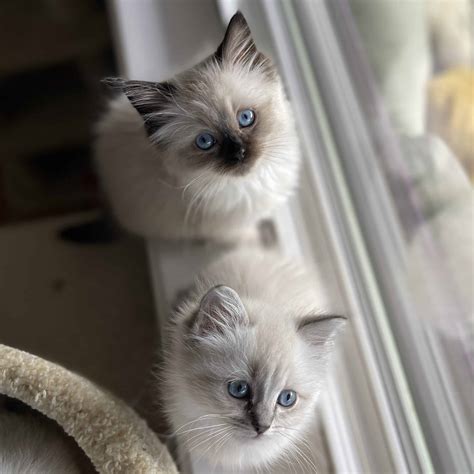 Ragdoll Cat Blue Point Birman Vs Ragdoll — The Little Carnivore