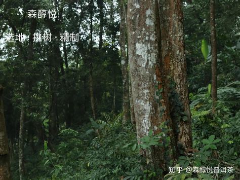 古六大茶山之蛮砖茶山 知乎