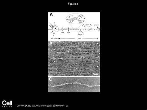 Neuronal Growth And Death Order And Disorder In The Axoplasm Ppt