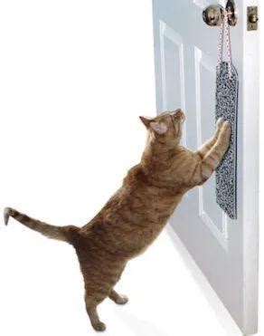 终于找到让猫咪不挠沙发的办法了！ 知乎