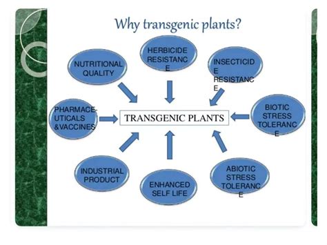 Transgenic Plants Pptx