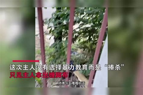 狗狗拆家气坏主人不用暴力解决反而用捧杀随后举动惹爆笑 暴力 举动 狗狗