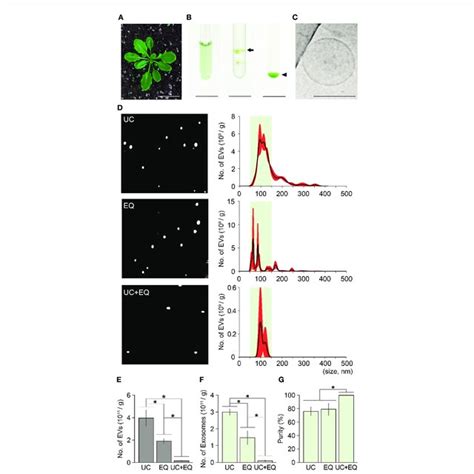 Isolation Of Arabidopsis Exosomes By The Combination Method A A Download Scientific Diagram