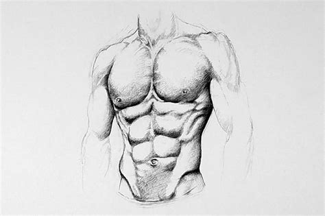 Detailed Steps To Drawing Muscle
