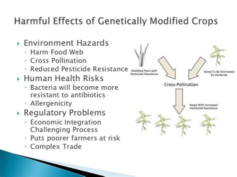 Geneic Engineering The Negative Effects Of Genetic
