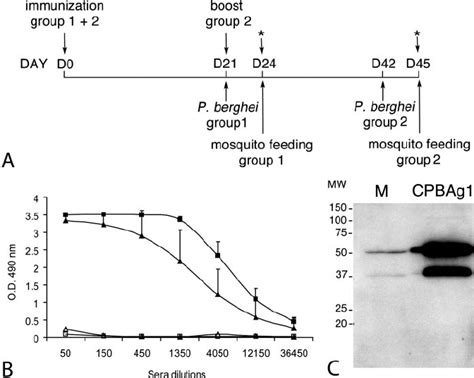 Mouse Immunization With Recombinant Cpbag1 A Immunization Protocol