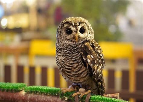 도쿄 여행중 비오는 날에 추천하는 18가지 비에 젖지 않고 즐기는 관광 코스 소개 Live Japan 일본여행·추천명소·지역정보