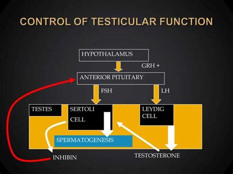 Presentation On Physiology Of Sexual Functions Pptx Sexual