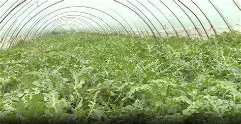 江苏盐城响水瓜果飘香长三角 我苏网