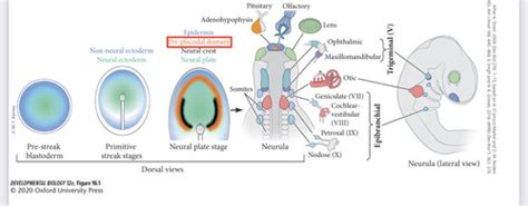 Chapter 16 Ectodermal Placodes Flashcards Quizlet