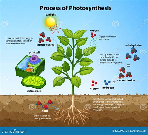 Diagram Showing Process Of Photosynthesis With Plant And Cells Stock