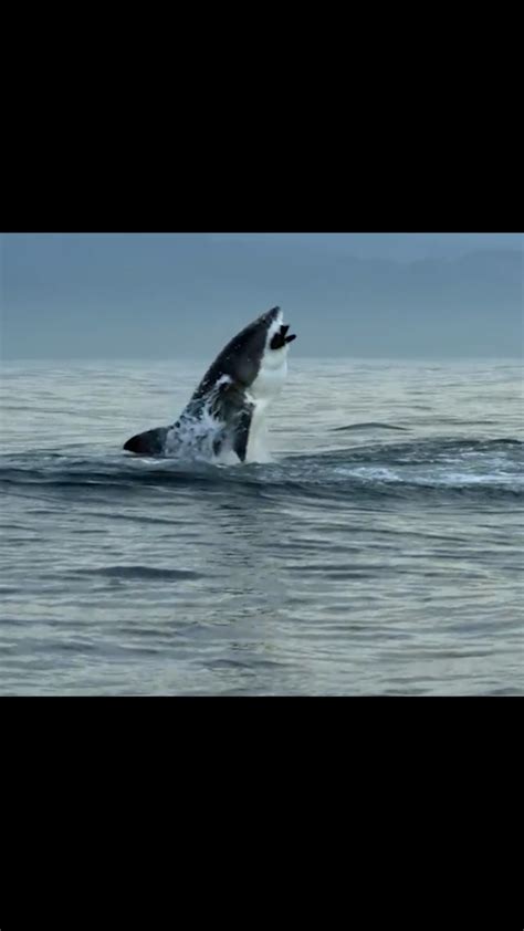 희귀영상 새끼 물개를 잡아먹는 백상아리 다음 루프