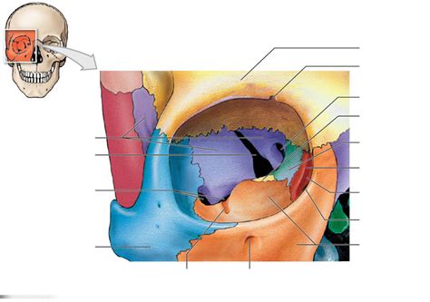 Orbital Complex Diagram Quizlet