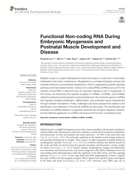 PDF Functional Non Coding RNA During Embryonic Myogenesis And Postnatal Muscle Development And