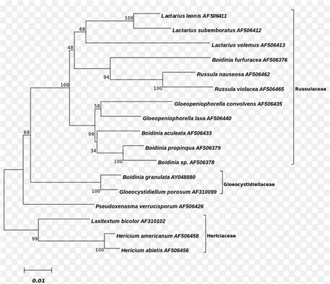 系统发育树担子菌russulaceae Lax库文献 系统发育树png图片素材下载 图片编号4587587 Png素材网