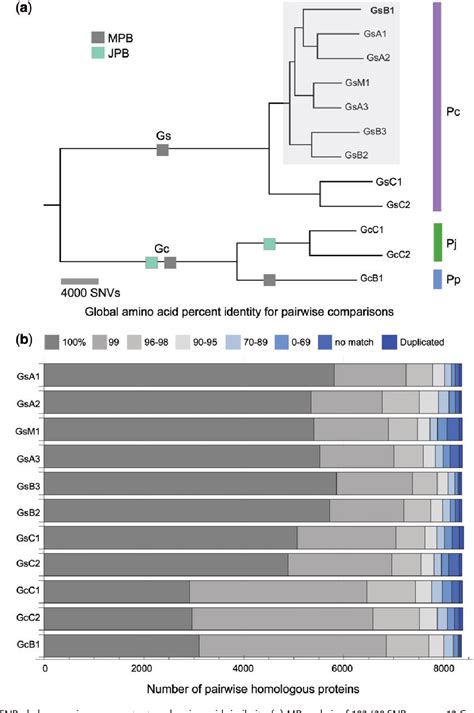 Table 1 From Comparative Genomics Of The Pine Pathogens And Beetle
