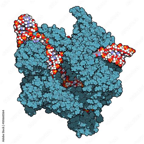 Crispr Cas9 Gene Editing Complex From Streptococcus Pyogenes Stock Illustration Adobe Stock