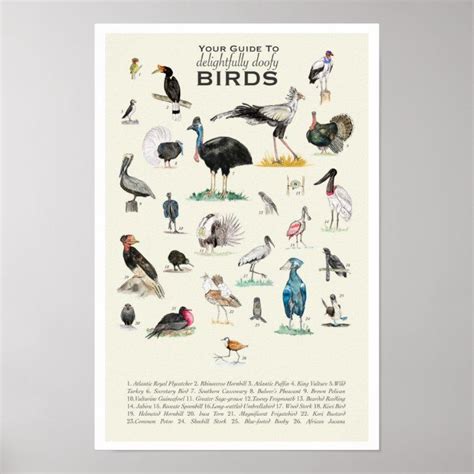 Your Guide To Doofy Birds 11x17 Poster 11x17 Poster Poster 11x17