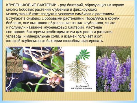 Опыты по совместному выращиванию фасоли и огурцов презентация онлайн