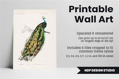 Vintage Peacock Illustration Wall Art Graphic By Ndp Design Studio