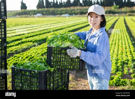 Portrait Of Asian Girl Stacking Plastic Crates With Green Lettuce