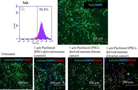 Flowcytometry Analysis Showed More Than 80 Expression Of Tuj1 In