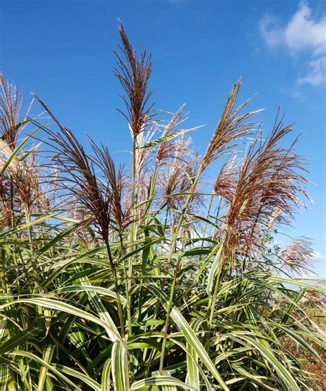 Best Miscanthus Varieties 15 Of The Top Ornamental Grasses Homes And