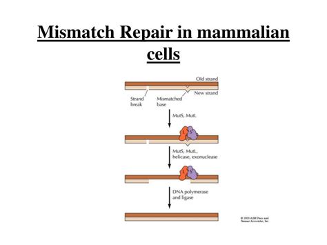 Ppt Genetic Material Dna Powerpoint Presentation Free Download Id