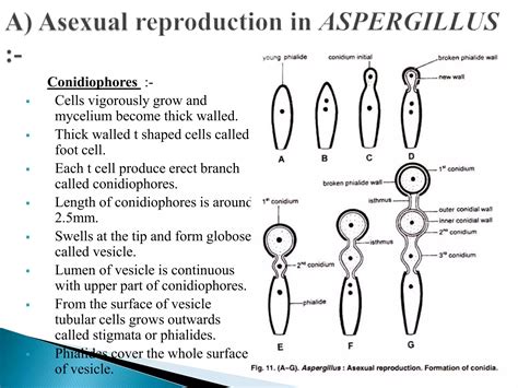 Life Cycle Of Aspergillus And Penicillium Ppt Ppt
