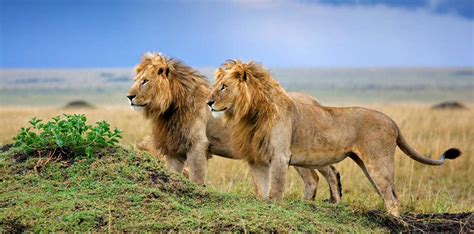 Sasan Gir Safari Lock Your Trip