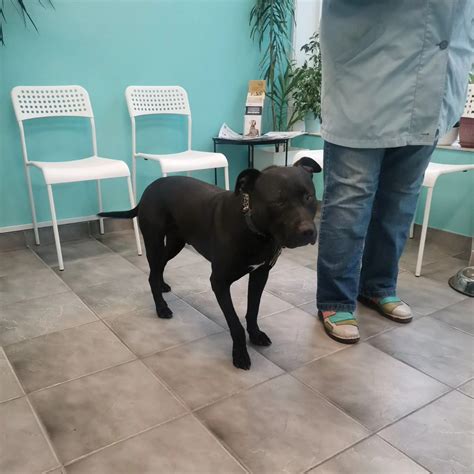 ⚠️Доказателство че чипирането на кучето освен задължение по закон е