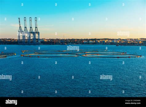 Coastal Aquaculture Farm With Circular Fish Pens Floating On Calm Water