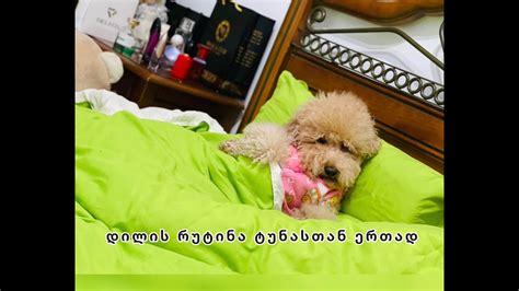 დილის რუტინა ტუნასთან ერთად🐩 Youtube
