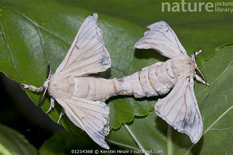 Silkworm Moth For Sale Where To Buy Silkworms Kgexp