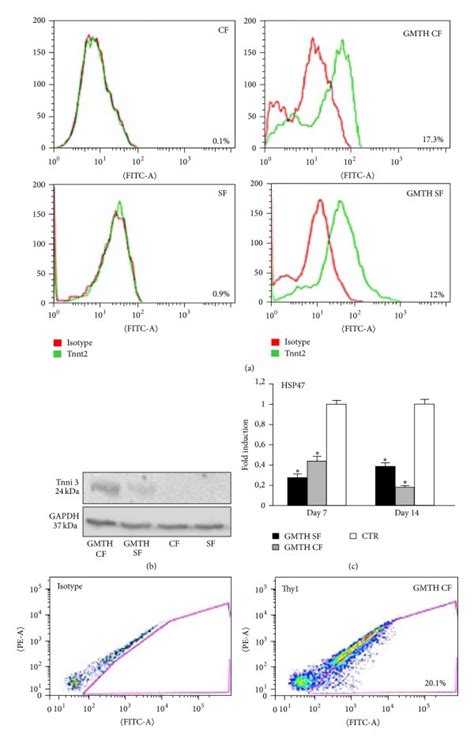 Expression Of Cardiac And Fibroblast Markers In Ciclms A Examples Of Download Scientific