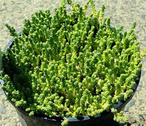 Sedum Acre Wholesale Nursery Nurseries In Melbourne Sydney