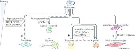 Overview Of Reprogramming Transdifferentiation And Download Scientific Diagram