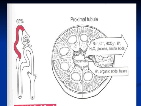Normal Tubular Function By Dr Riffat Wrap Up Ppt Chemistry Science