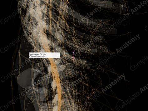 Suprarenal Plexus Right Complete Anatomy