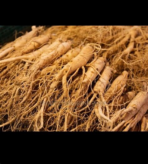 Ginseng Roots 1 Escort Site Accra Ghana Find High End Escorts And Sex Workers