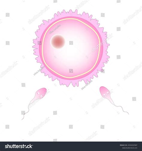 Sperm Egg Cell Fertilization Vector Stock Vector Royalty Free